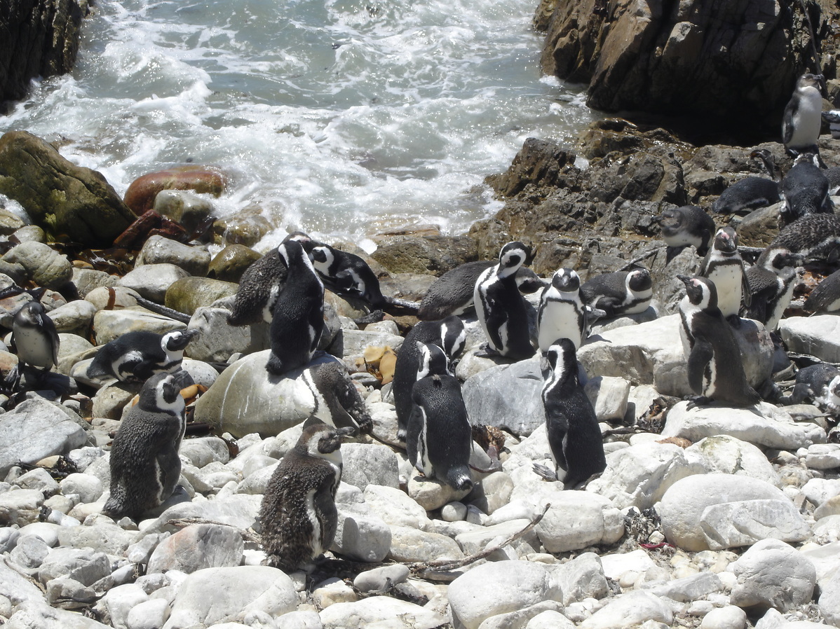 Exploring Betty's Bay with Nemo James :Nemo James