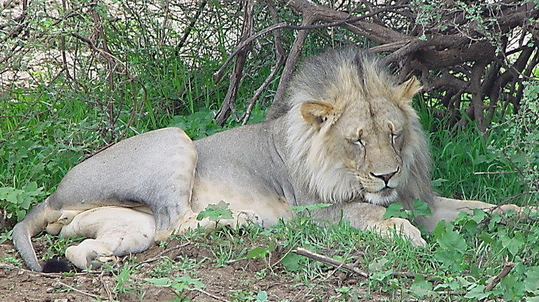 Exploring Botswana Safari with Nemo James :Nemo James
